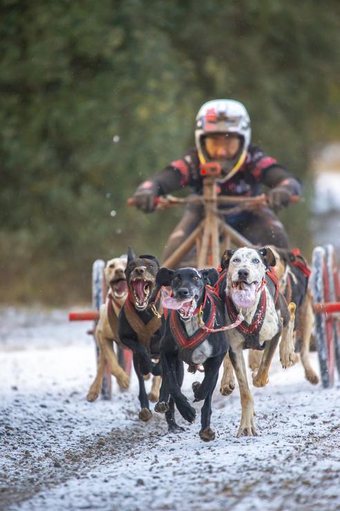 Tomás Ruiz logra el Campeonato de España de mushing en tierra